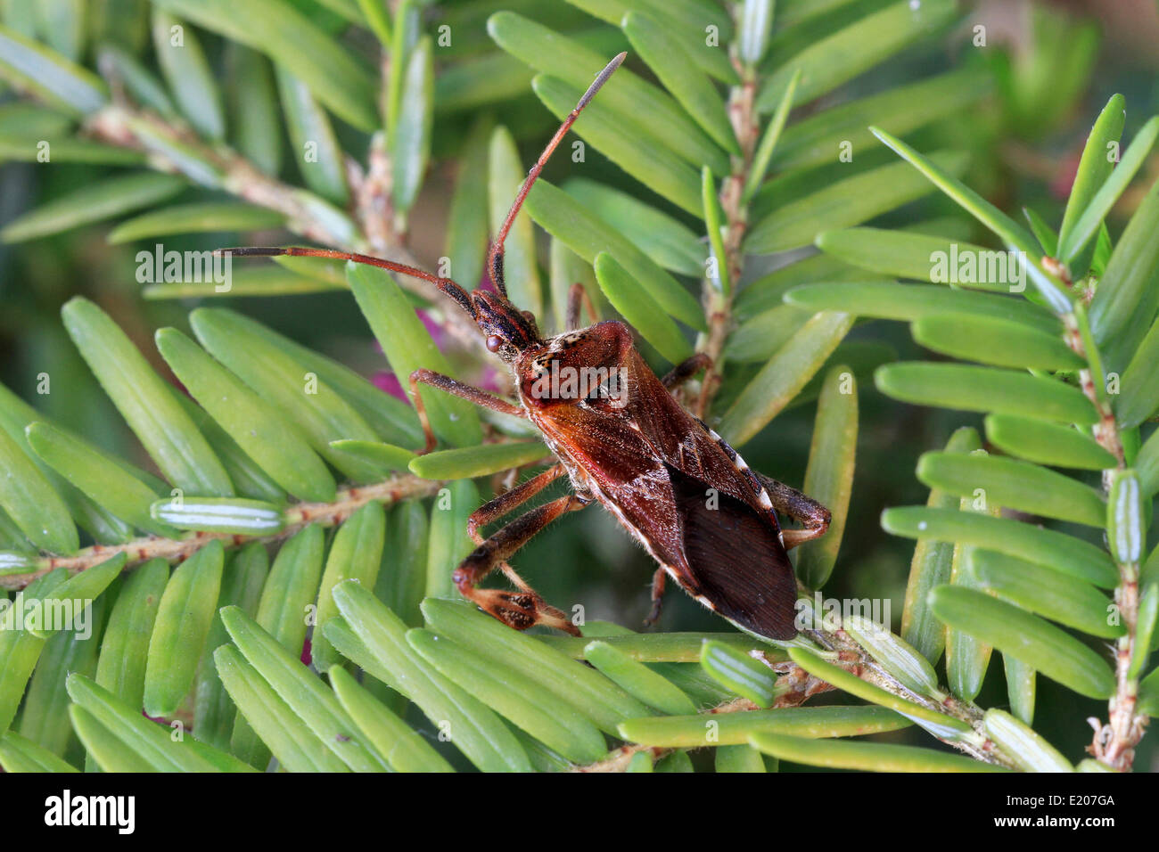 Western Conifer Seed Bug (Leptoglossus occidentalis), Upper Bavaria ...