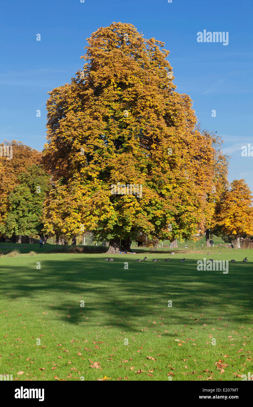 Rosensteinpark Of Stuttgart High Resolution Stock Photography and ...