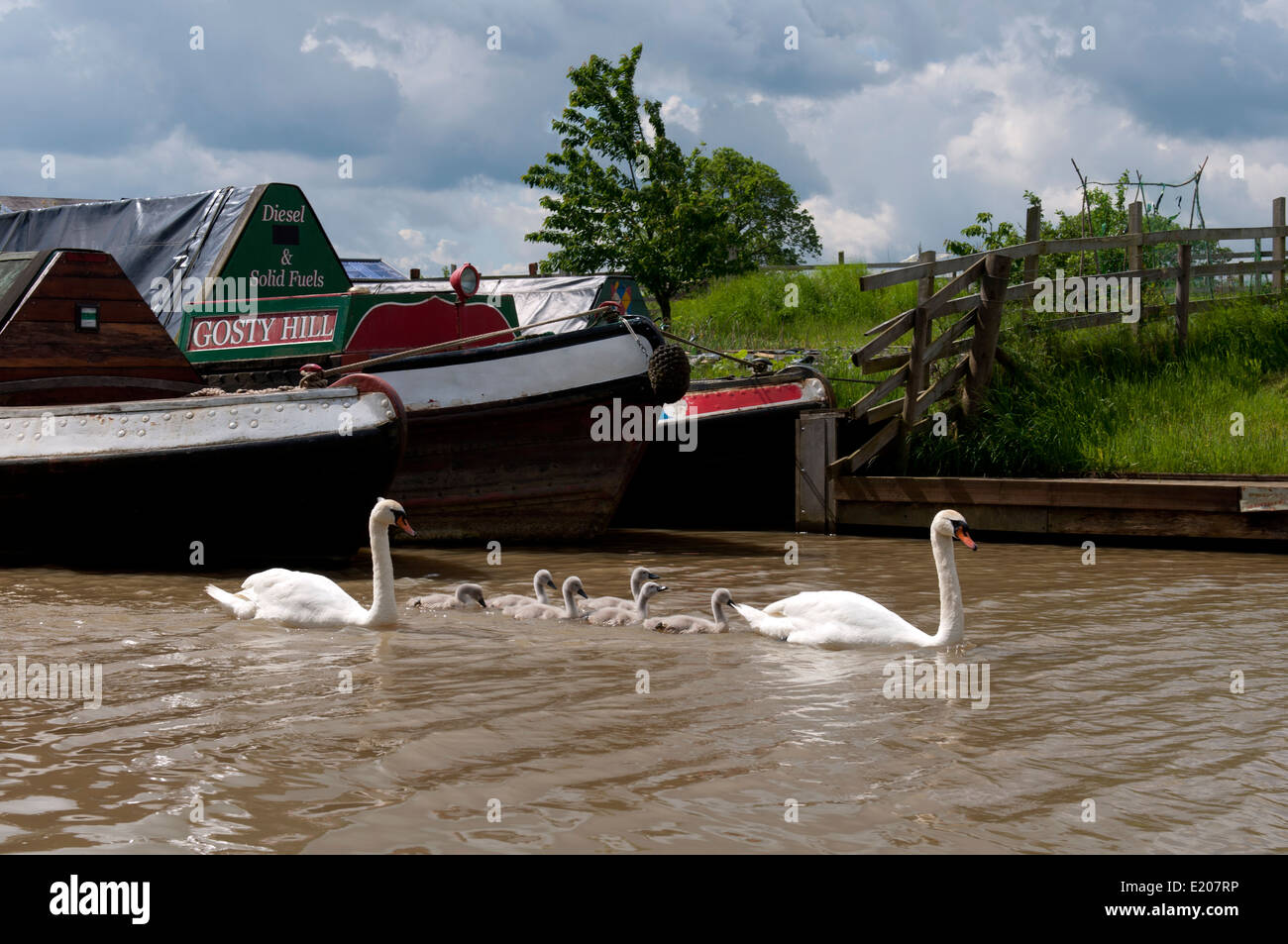 Swan canal boats hi-res stock photography and images - Alamy