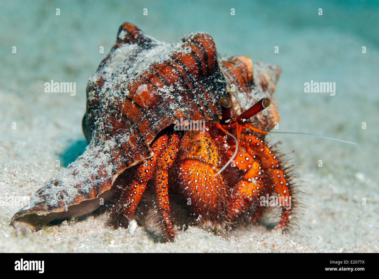 White-spotted Hermit Crab (Dardanus megistos) on sandy ocean bed ...