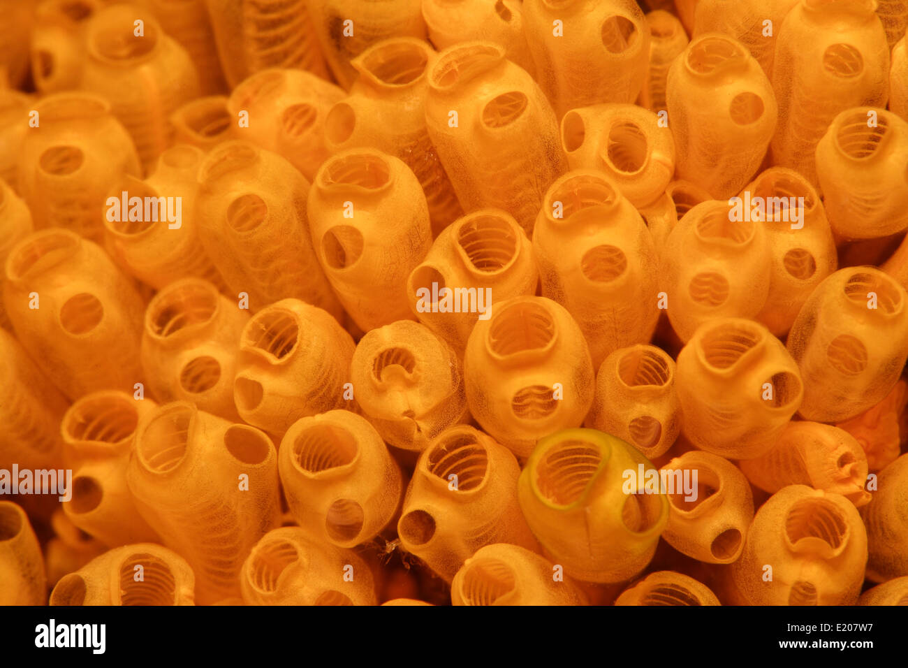 Orange Sea Squirts (Ascidiacea), colony, Sabang Beach, Puerto Galera ...