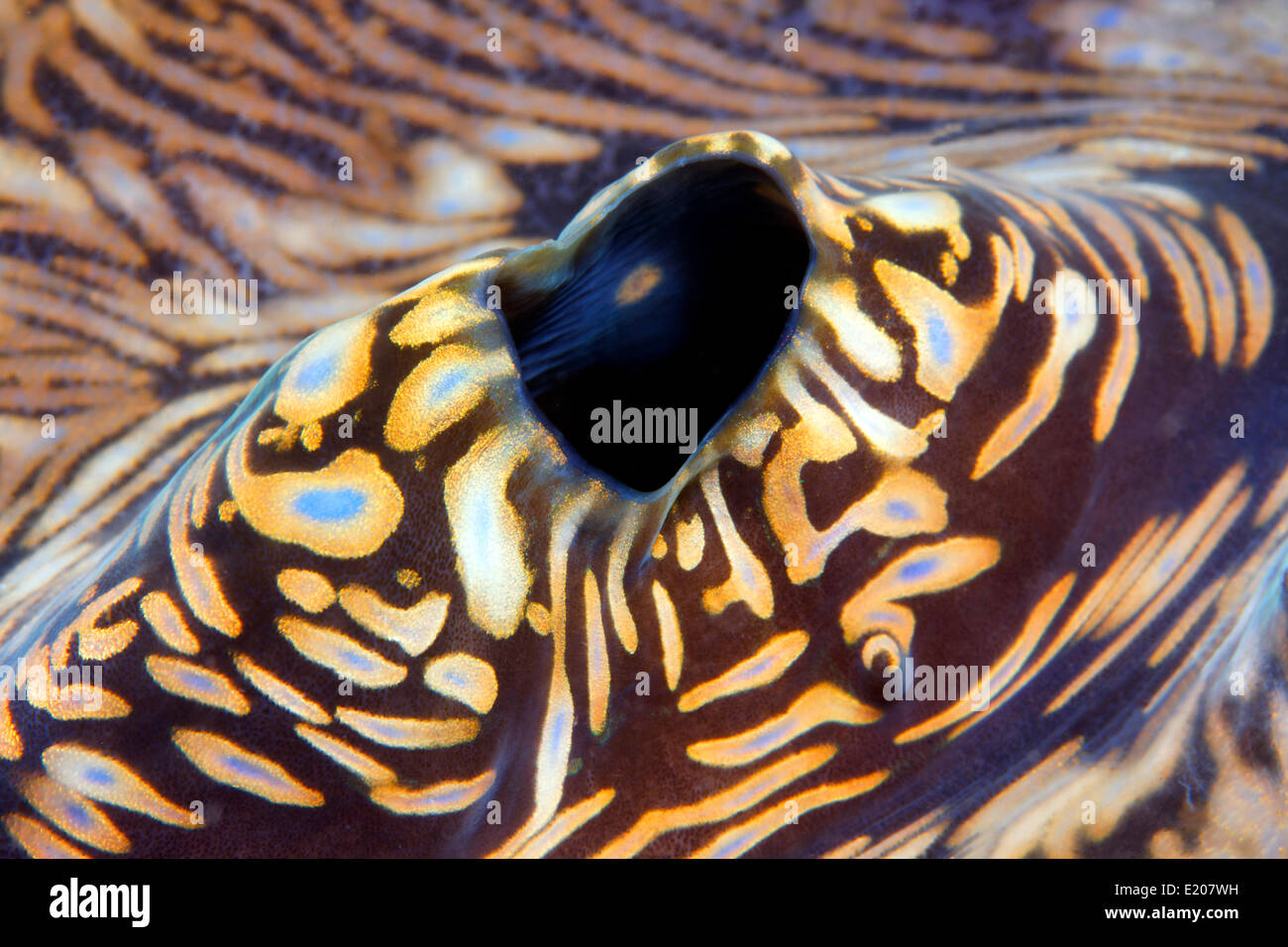 Blowhole of a Giant Clam (Tridacna gigas), Sabang Beach, Puerto Galera ...