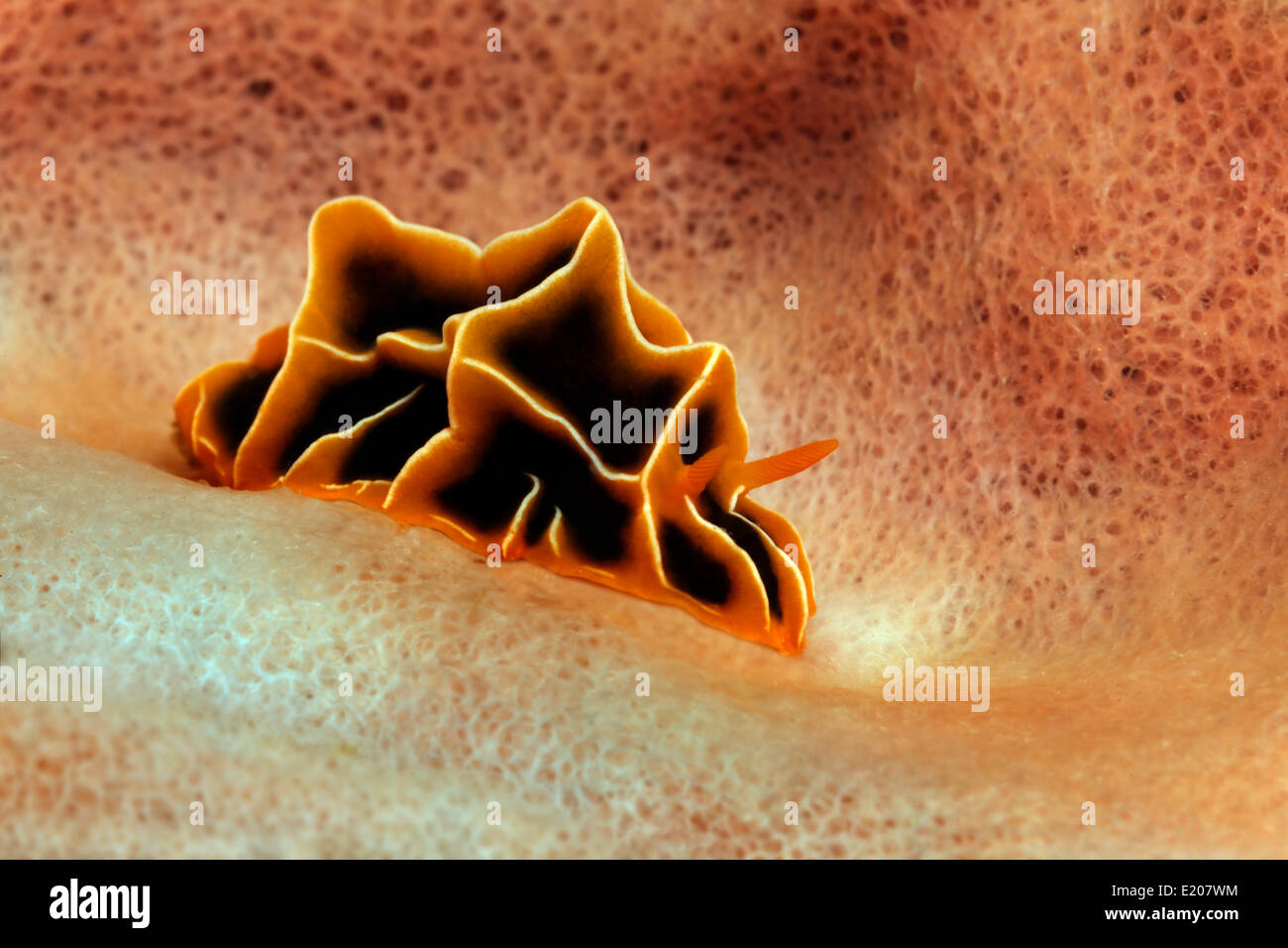 Halgerda Sea Slug (Reticulidia halgerda), Sabang Beach, Puerto Galera ...