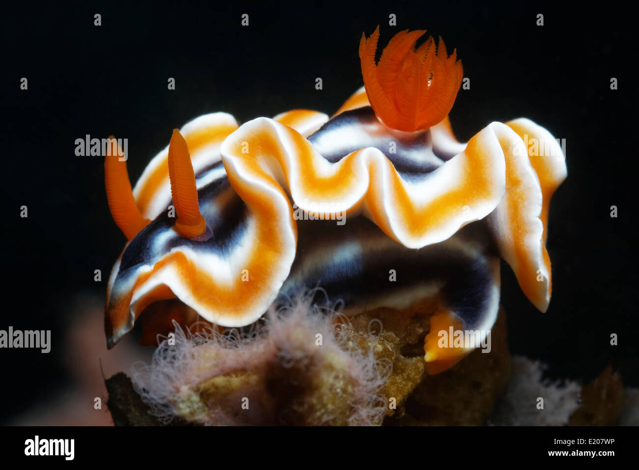 Magnificent Chromodoris (Chromodoris magnifica), nudibranch, Sabang ...
