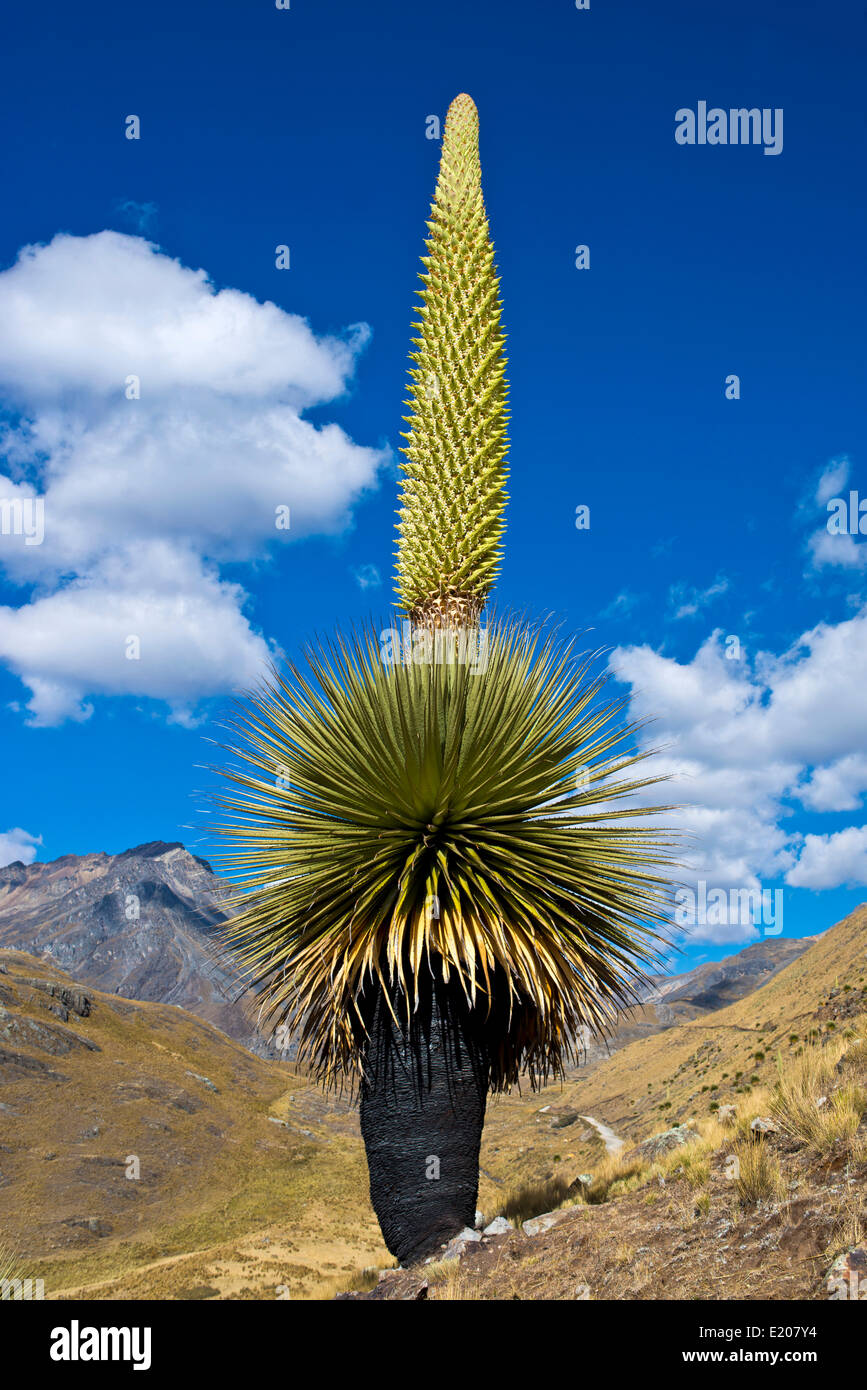 Queen of the Andes (Puya raimondii), inflorescences about 8m high ...