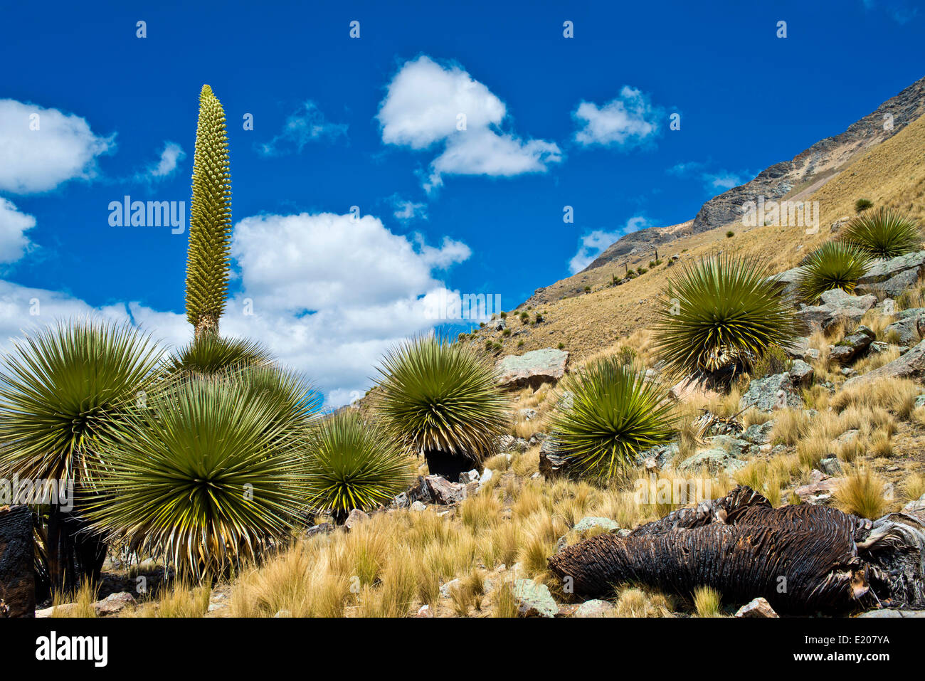 Plant with inflorescences High Resolution Stock Photography and Images ...