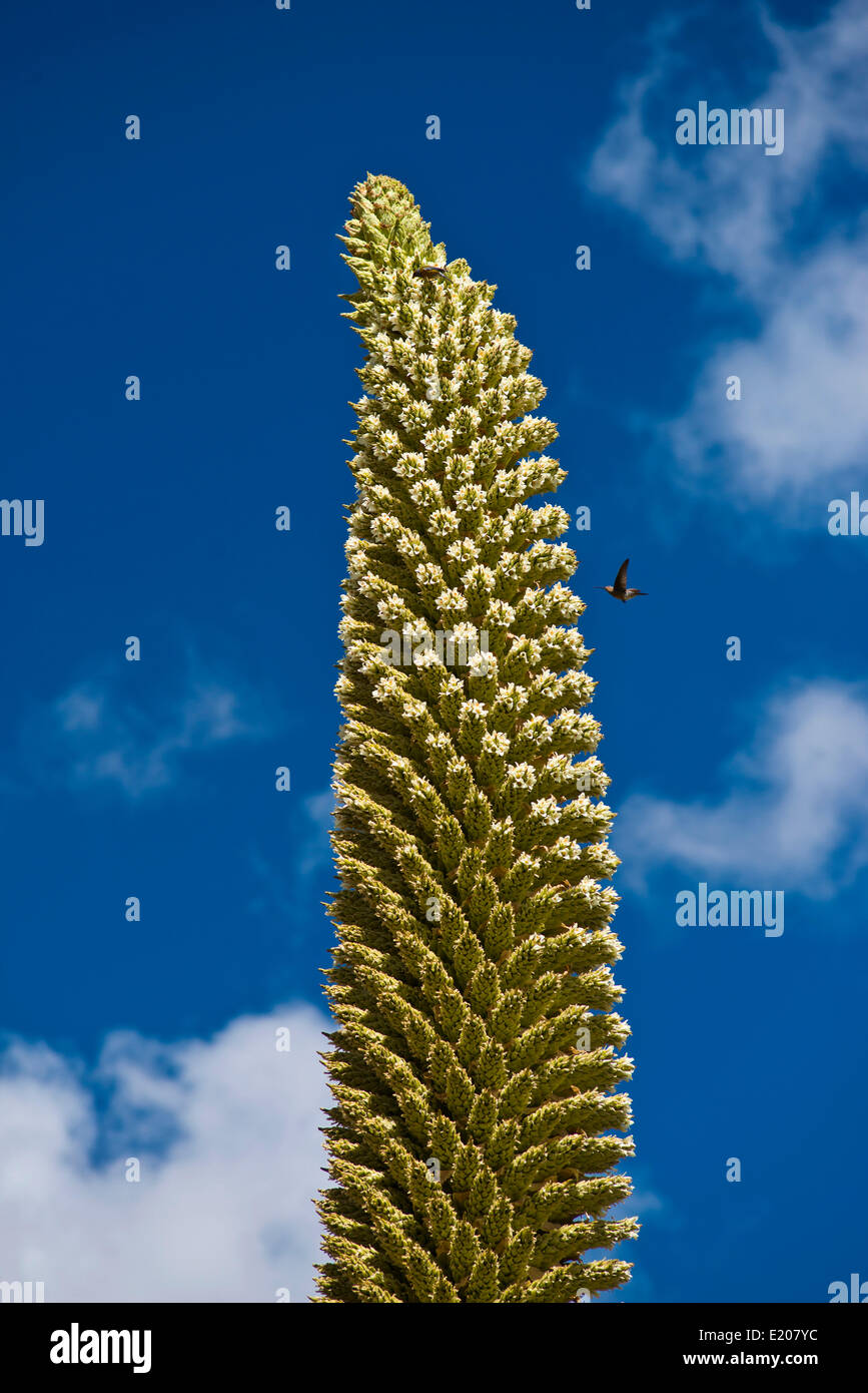 Queen Of The Andes Puya Raimondii Inflorescences About 8m High