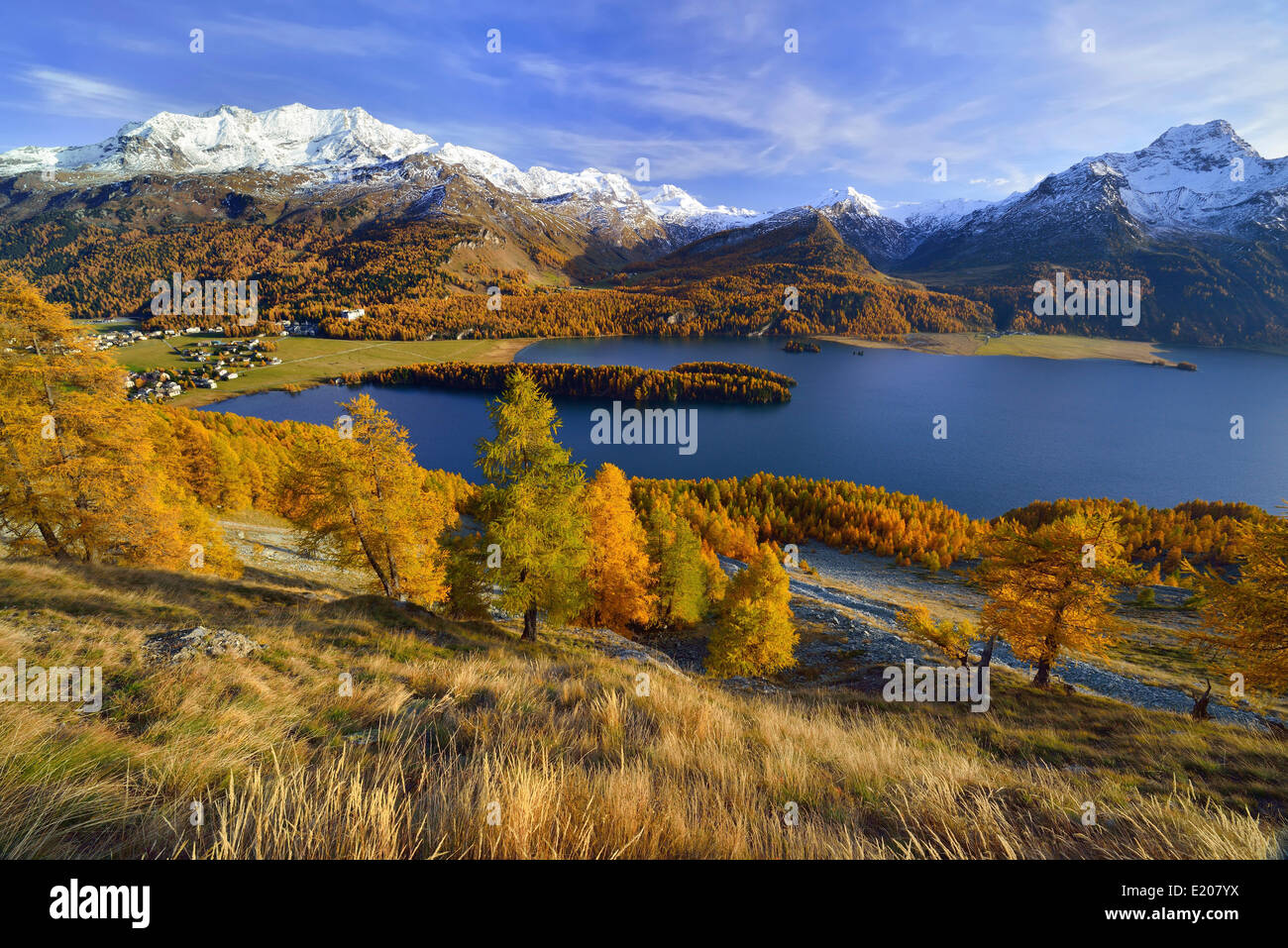 Lake Sils with autumnal larch forest, snowy Piz Corvatsch and Piz da la ...