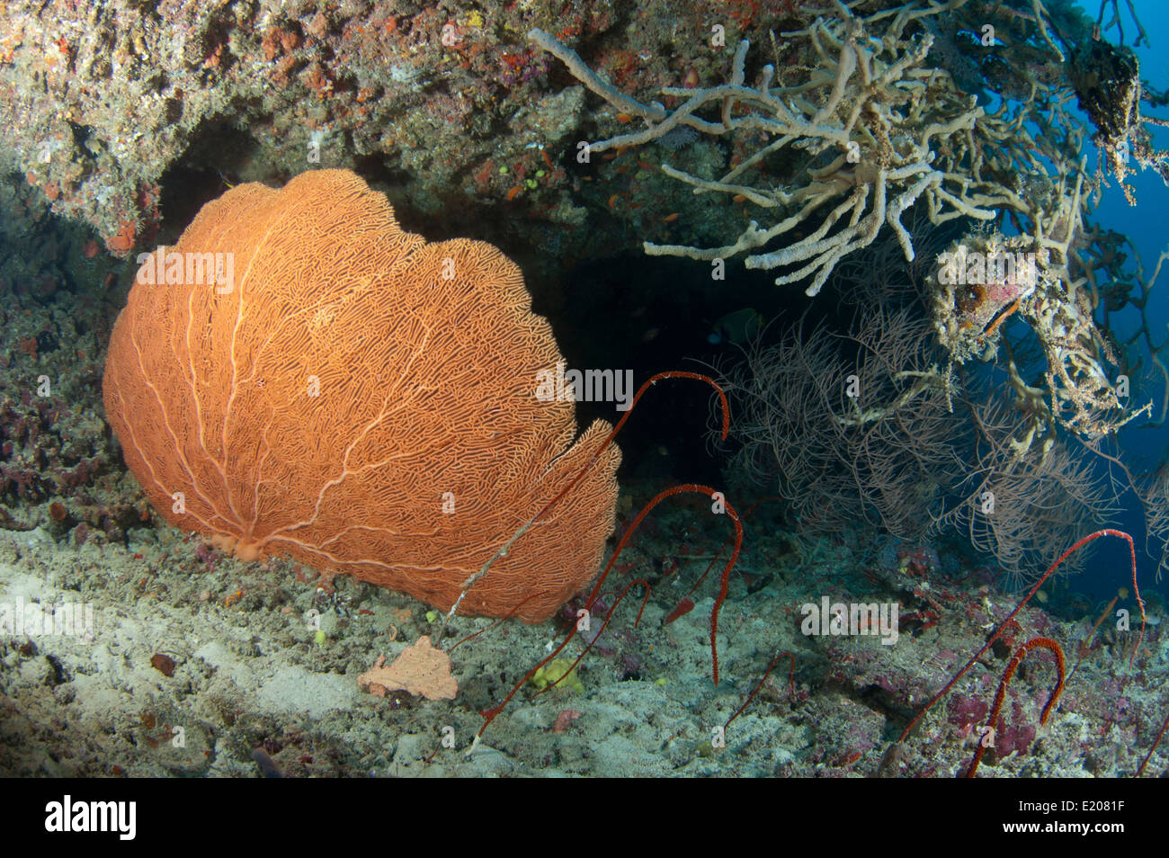 Seafan on the entrance of a cave Stock Photo - Alamy