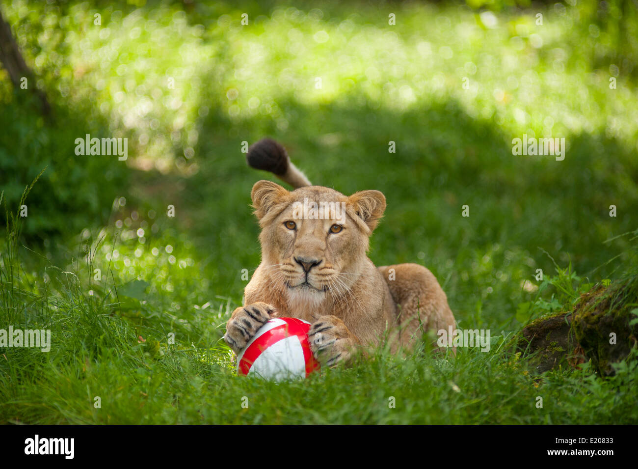 London Zoo, Regent’s Park, London UK. 12th June 2014. ZSL London Zoo’s ...