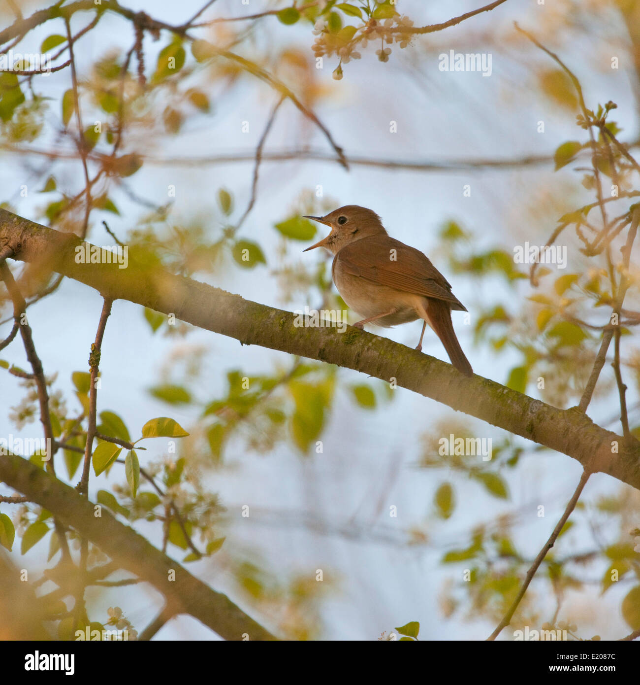 Nightingale singing hi-res stock photography and images - Alamy