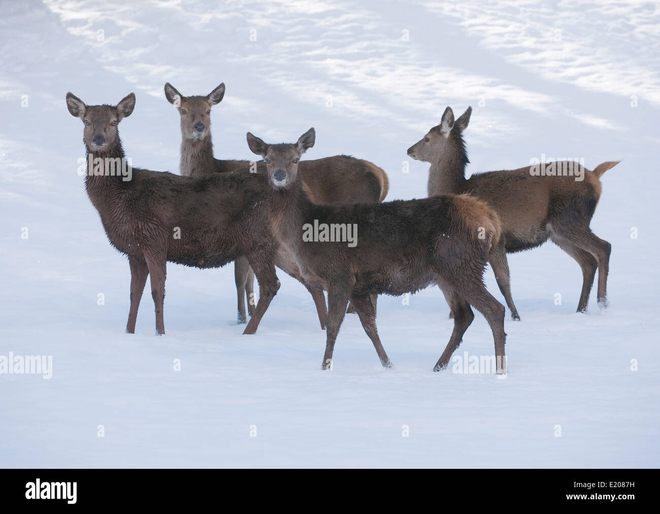 Red coat coats hi-res stock photography and images - Alamy