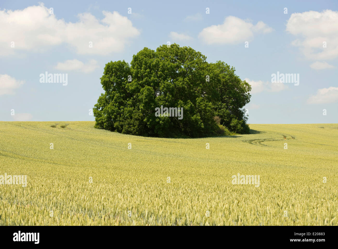 Field grove hi-res stock photography and images - Alamy