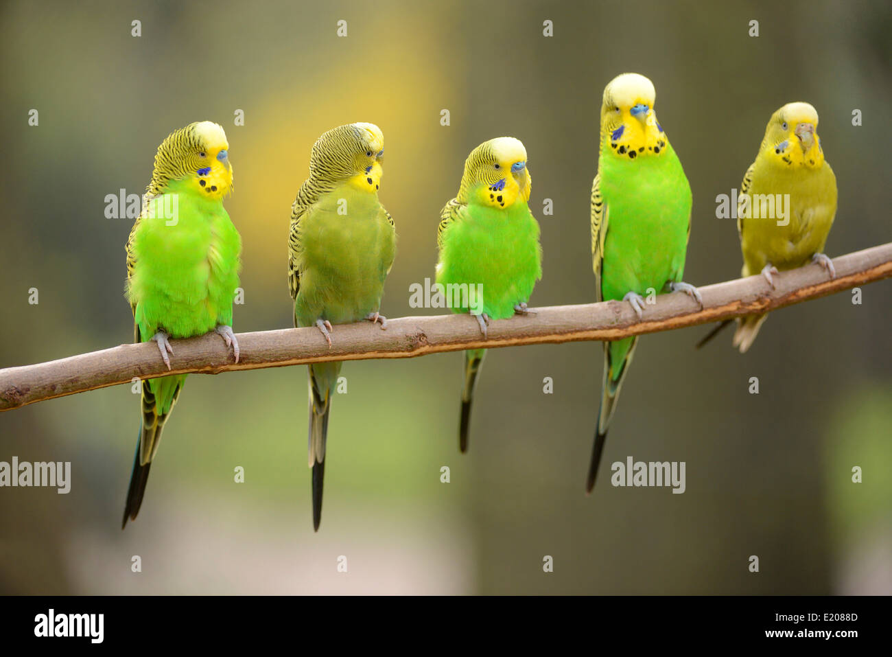 Budgerigar melopsittacus undulatus common hi-res stock photography and ...