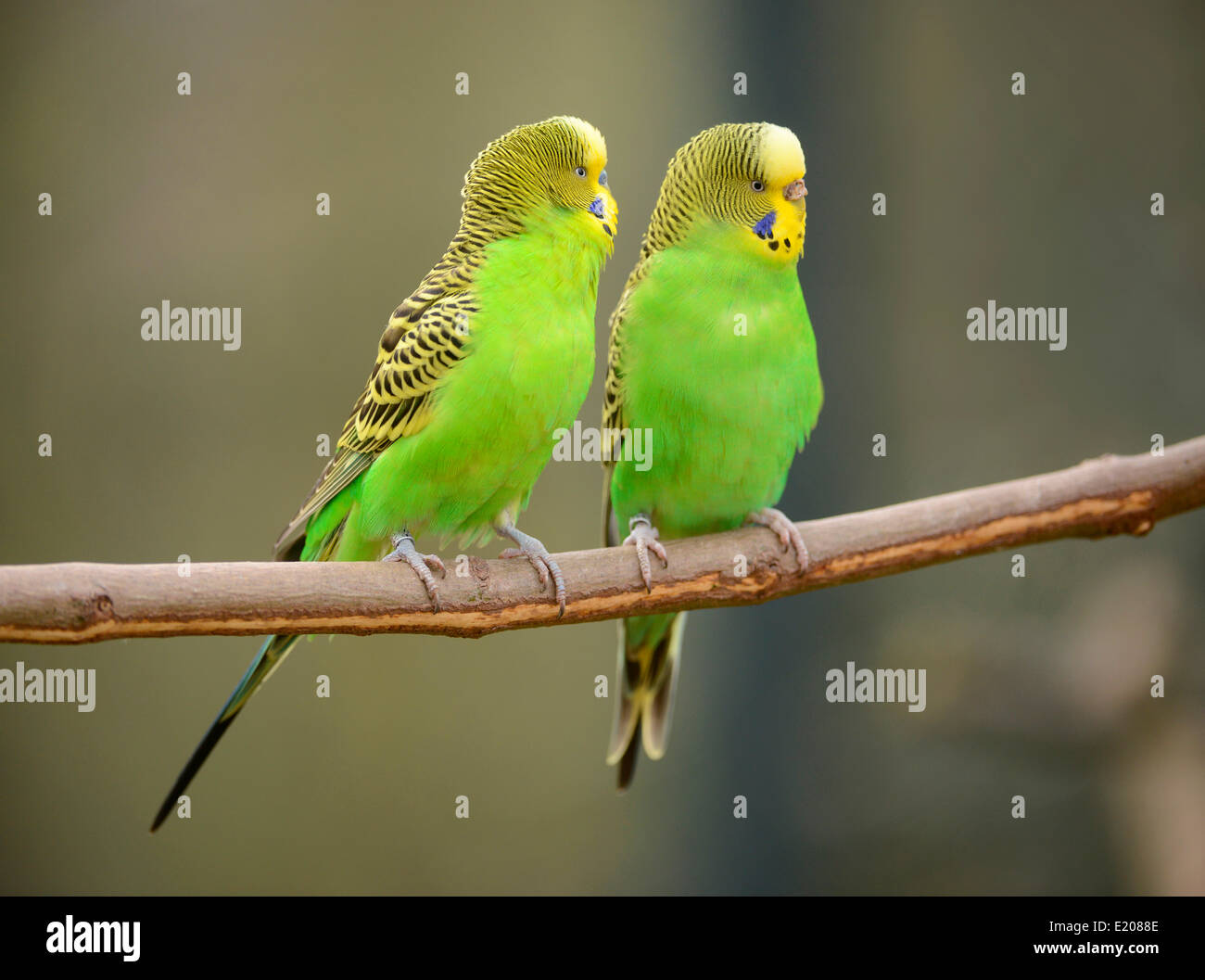 Male and female captive birds hi-res stock photography and images - Alamy