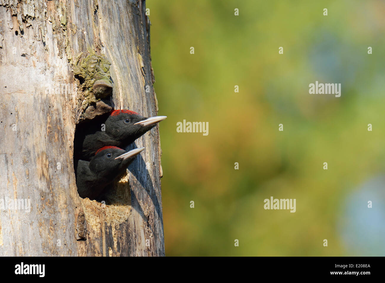 Two Black Woodpeckers (Dryocopus martius), young birds, looking out of ...