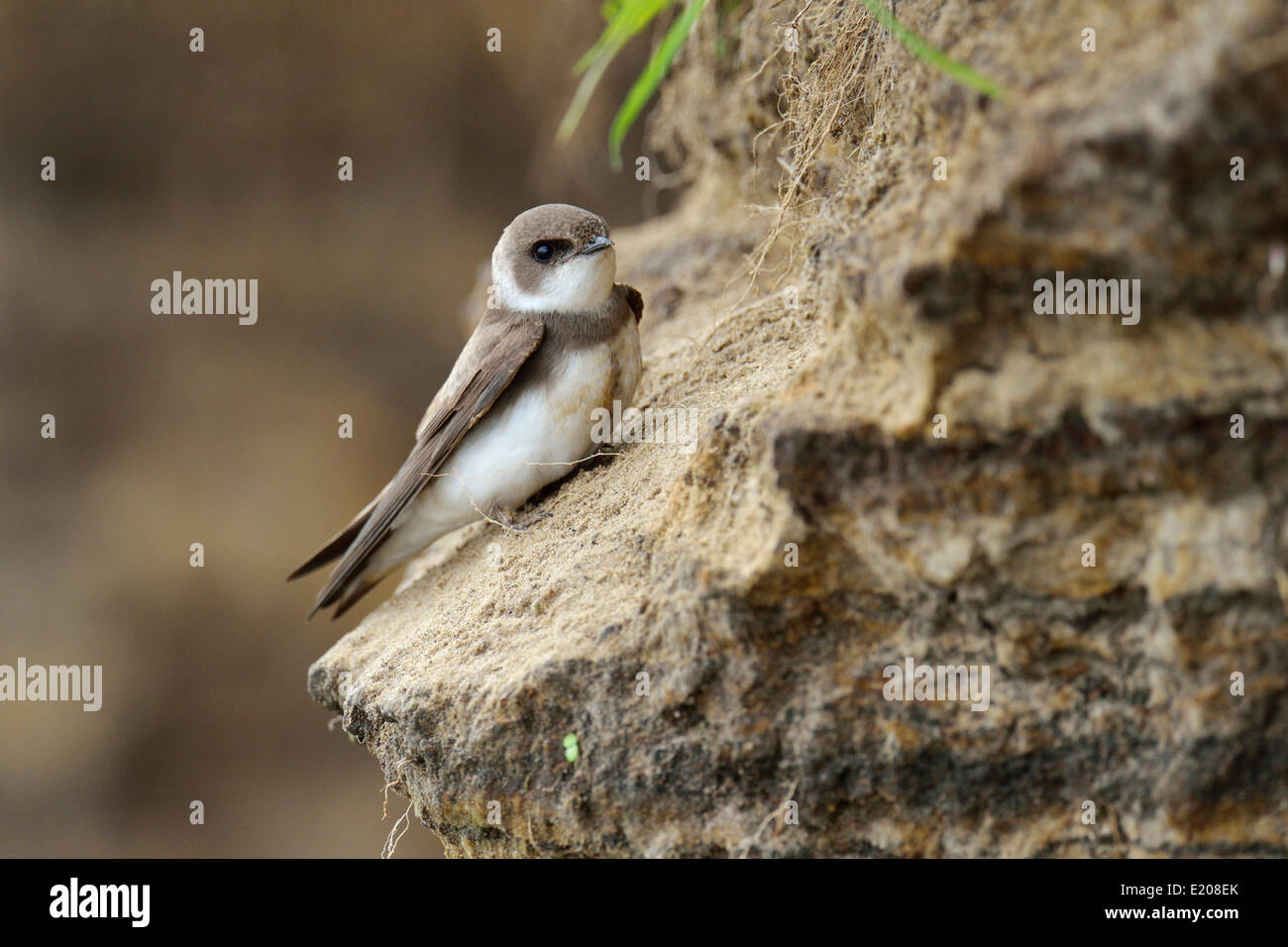 Sand Martin (Riparia riparia), Poland Stock Photo - Alamy