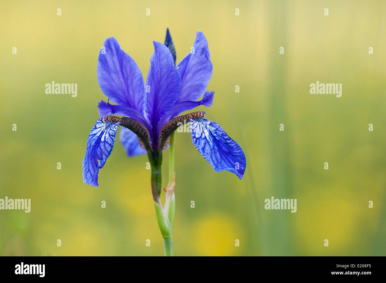 Siberian Iris (Iris sibirica), North Hesse, Hesse, Germany Stock Photo ... Siberian Iris (Iris sibirica), North Hesse, Hesse, Germany Stock Photo ...
