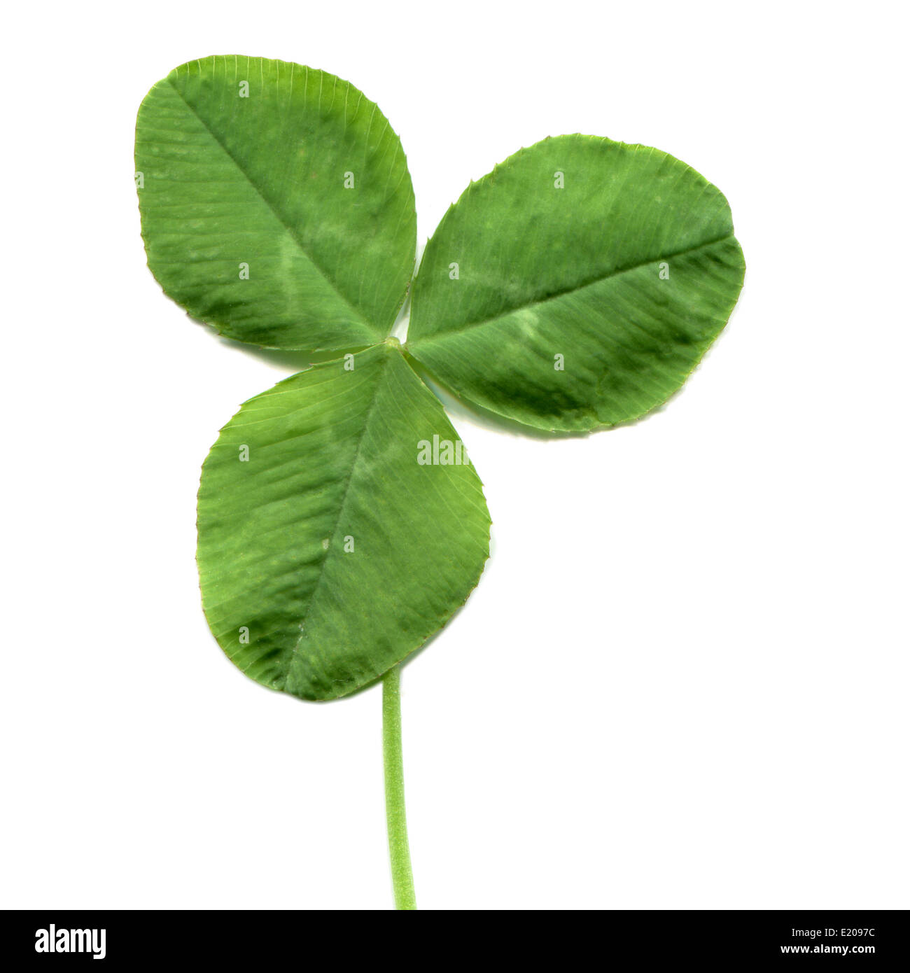 Torn greenery Cut Out Stock Images & Pictures - Alamy