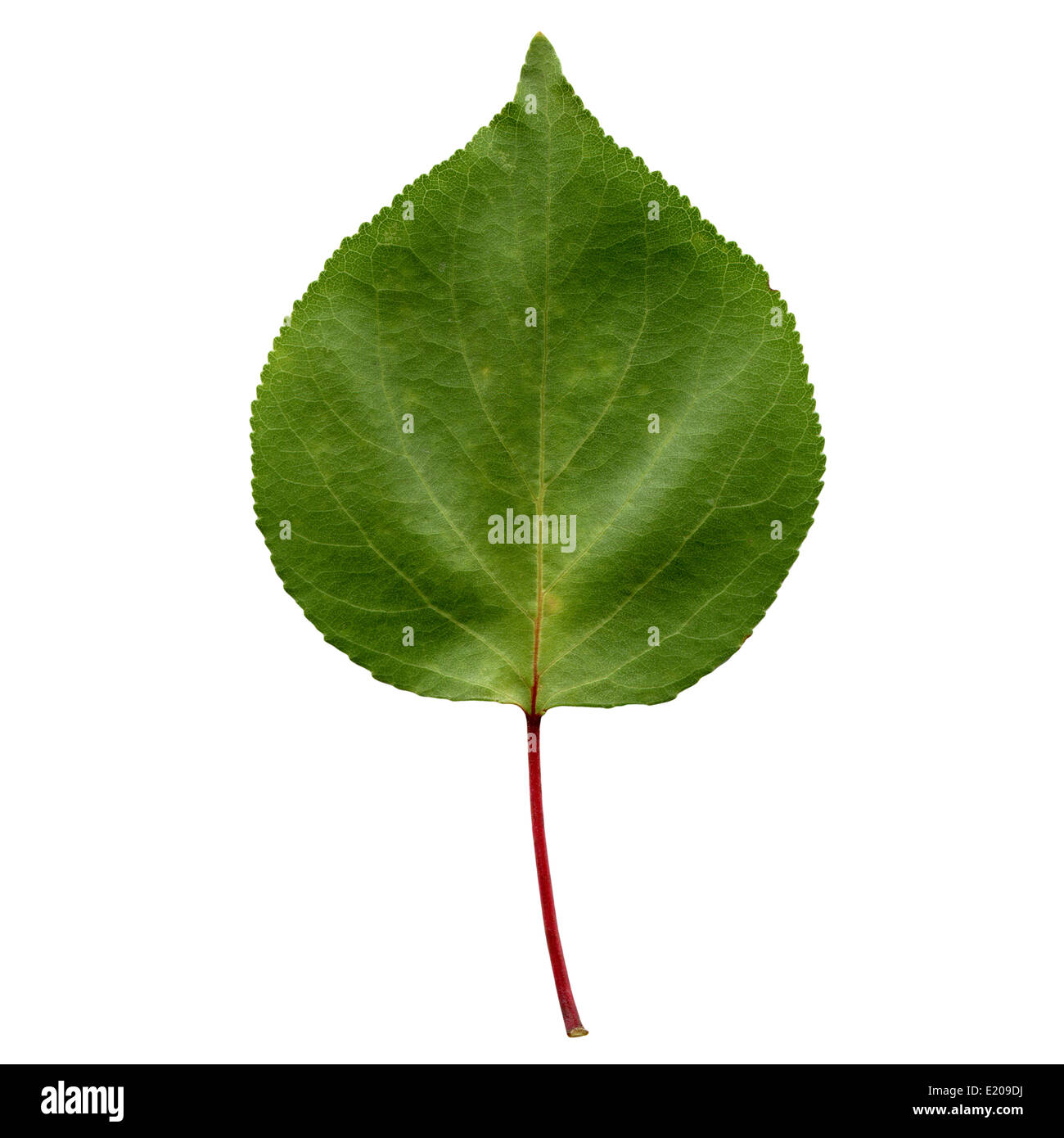 Green apricot tree leaf Cut Out Stock Images & Pictures - Alamy