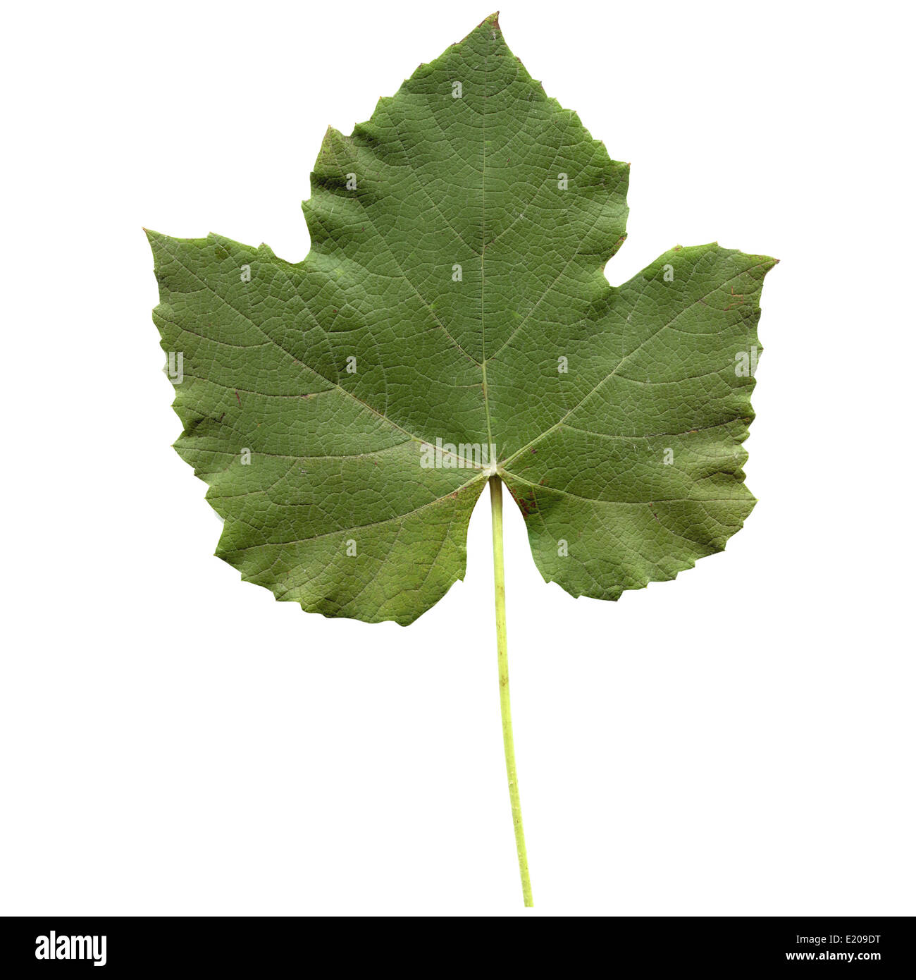 Vitis leaf Cut Out Stock Images & Pictures - Alamy