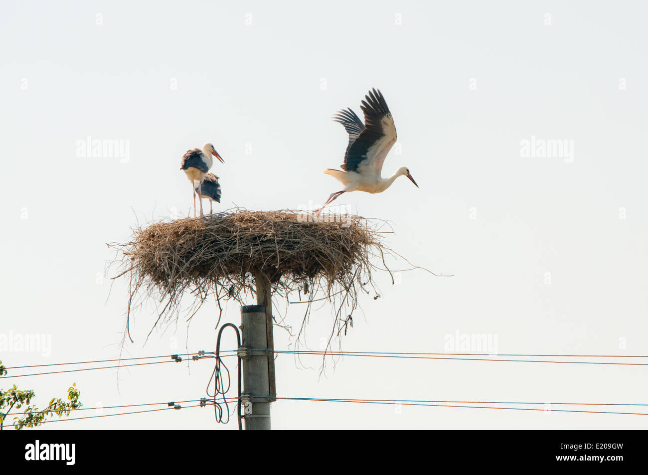 Straw birds nest hi-res stock photography and images - Alamy