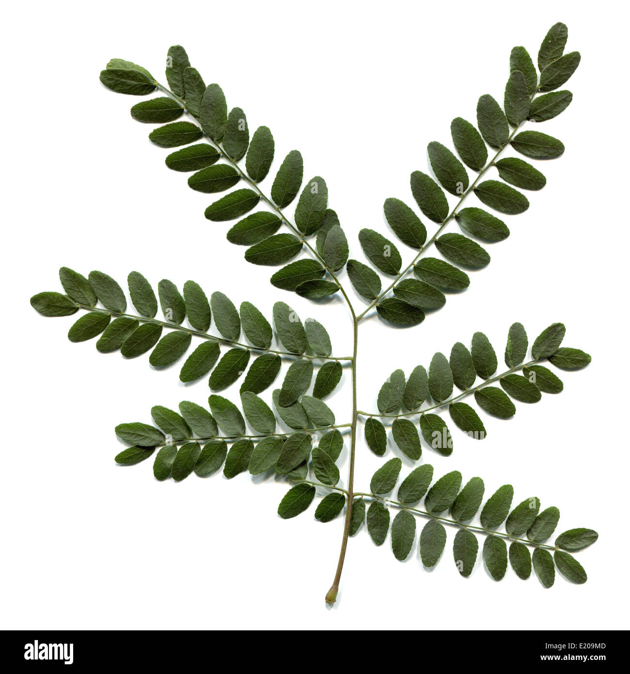 Carob tree Cut Out Stock Images & Pictures - Alamy