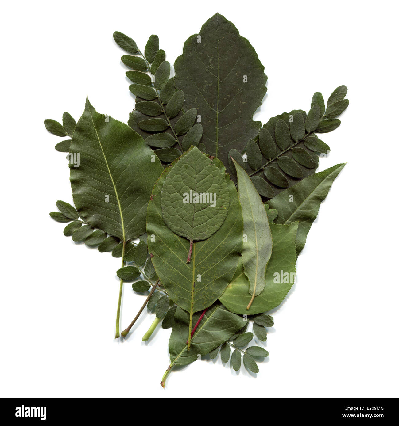 Peach tree leaves leaf Cut Out Stock Images & Pictures - Alamy