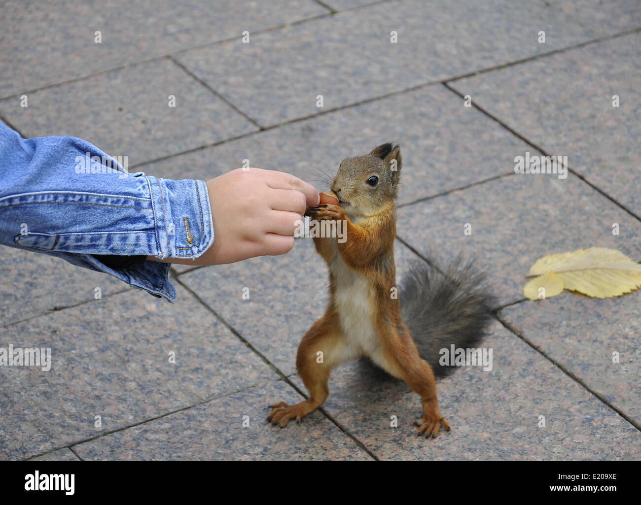 Feeding squirrel hi-res stock photography and images - Alamy