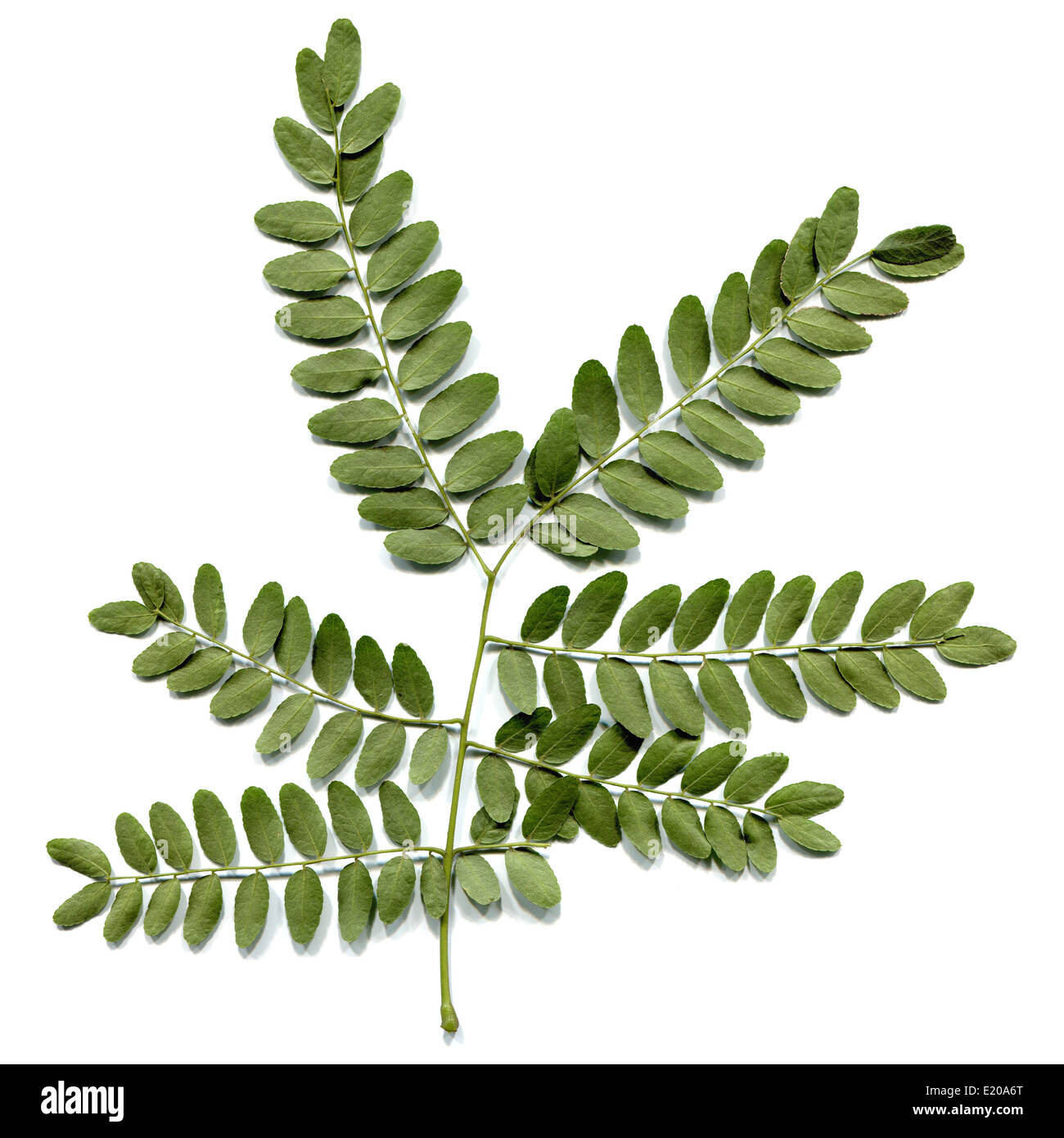 Carob leaves Cut Out Stock Images & Pictures - Alamy