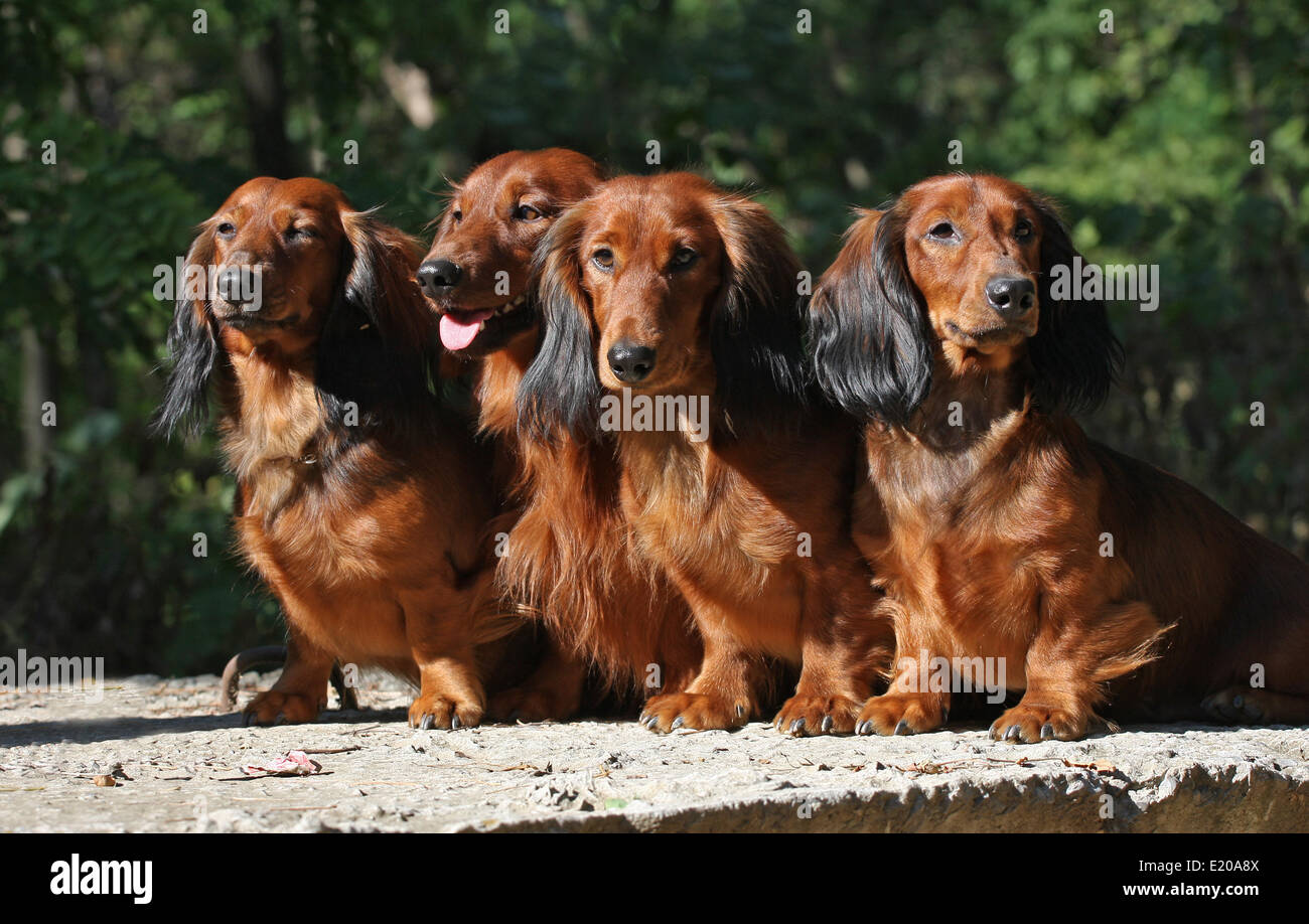 Four red Dachshund dogs sitting together Stock Photo - Alamy