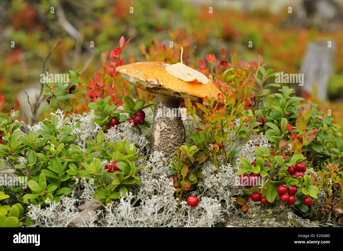 Cap lichen hi-res stock photography and images - Alamy