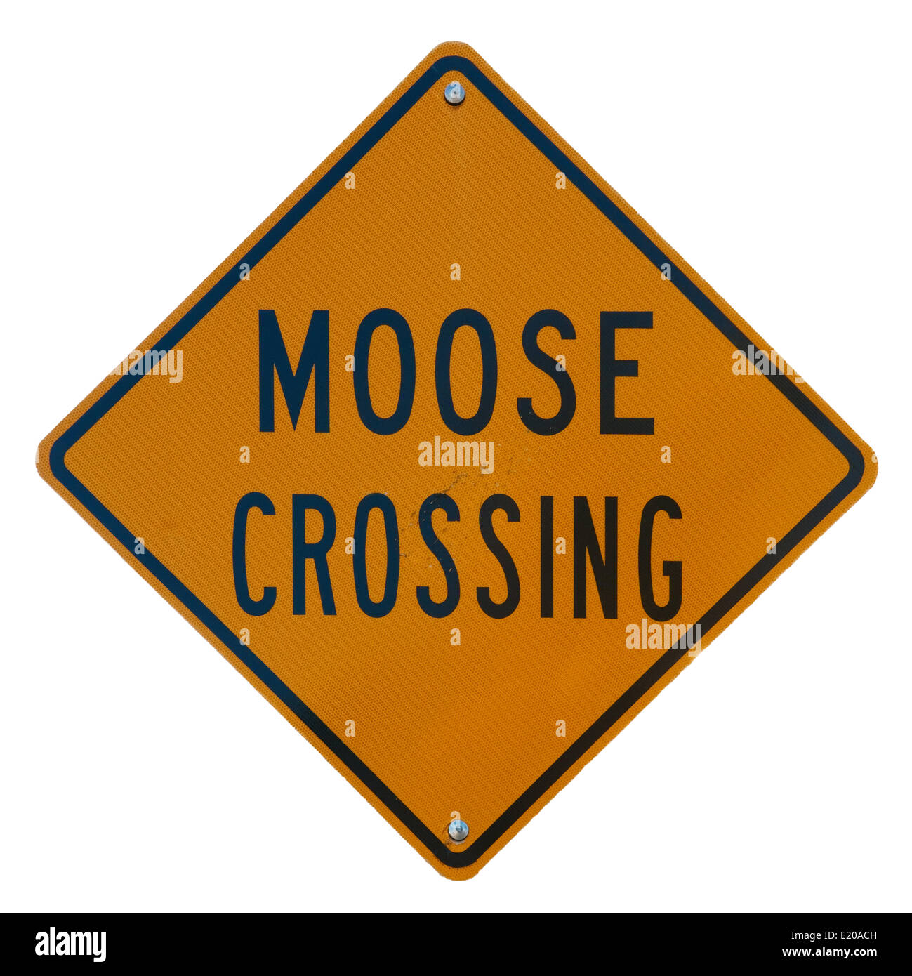 Moose crossing hi-res stock photography and images - Alamy