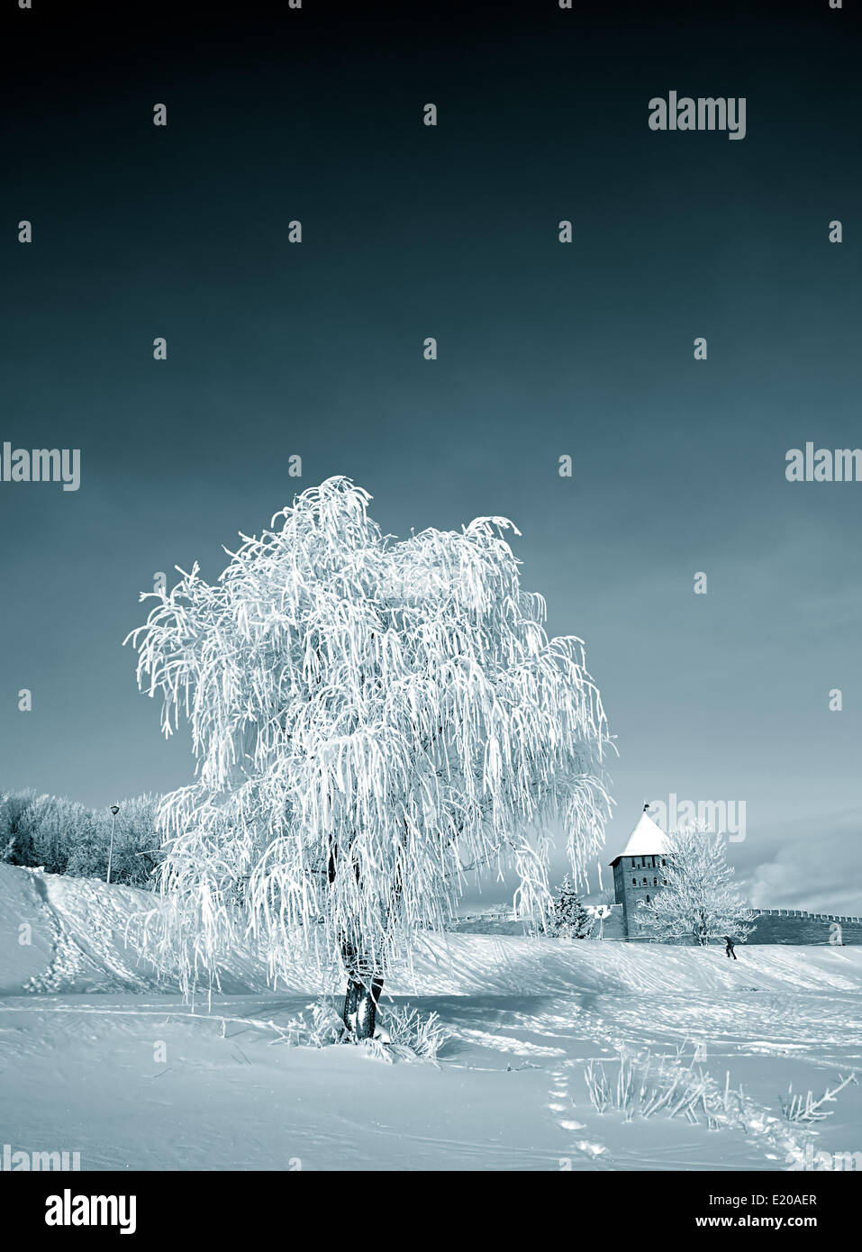 tree in snow Stock Photo - Alamy