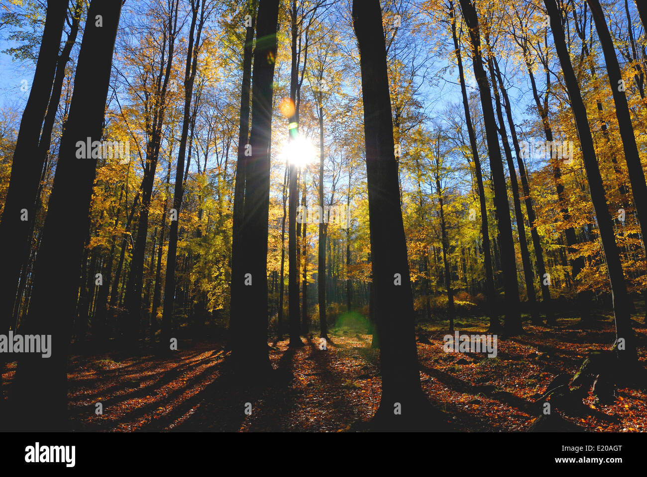 Forest in the backlight Stock Photo - Alamy