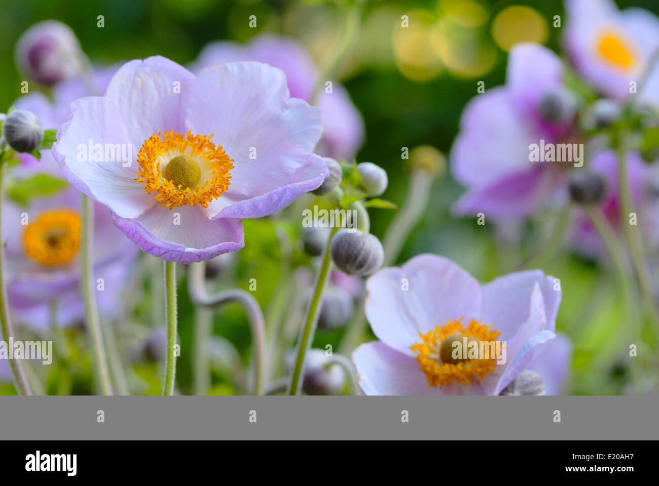Lila anemone hi-res stock photography and images - Alamy