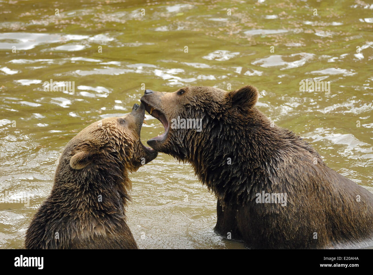 Playful bears hi-res stock photography and images - Alamy