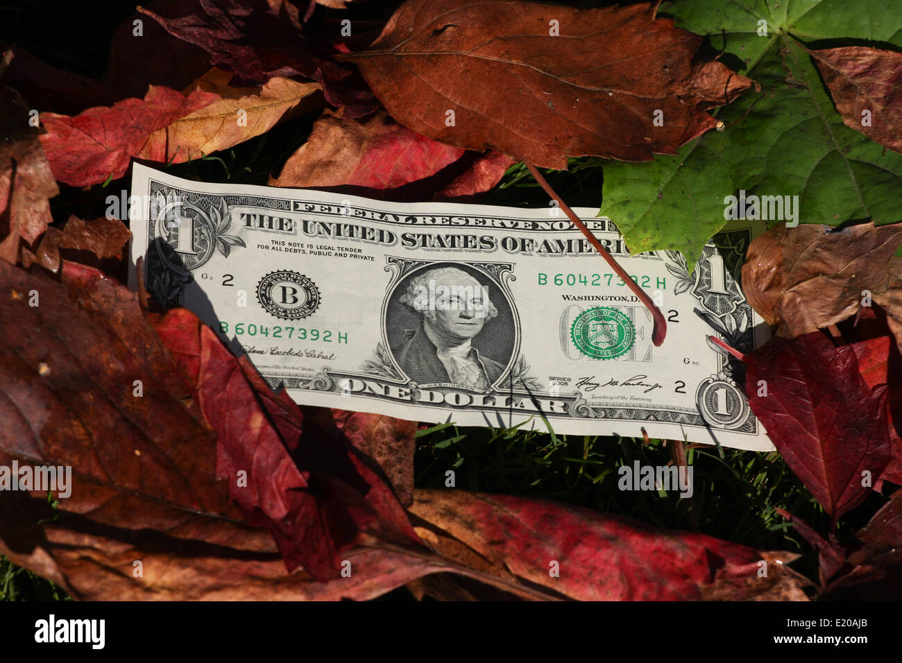 One dollar bills on a leaf background Stock Photo - Alamy