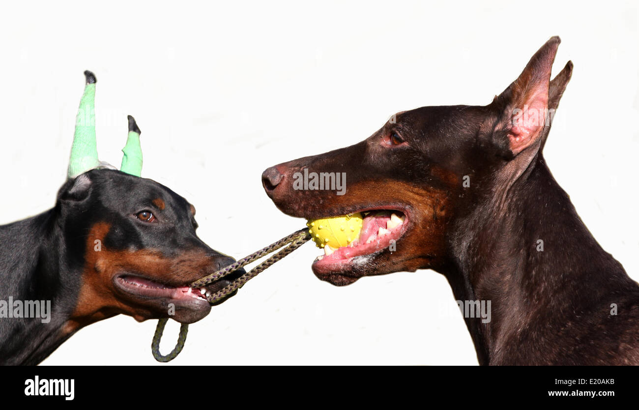 Two dogs play tug hi-res stock photography and images - Alamy
