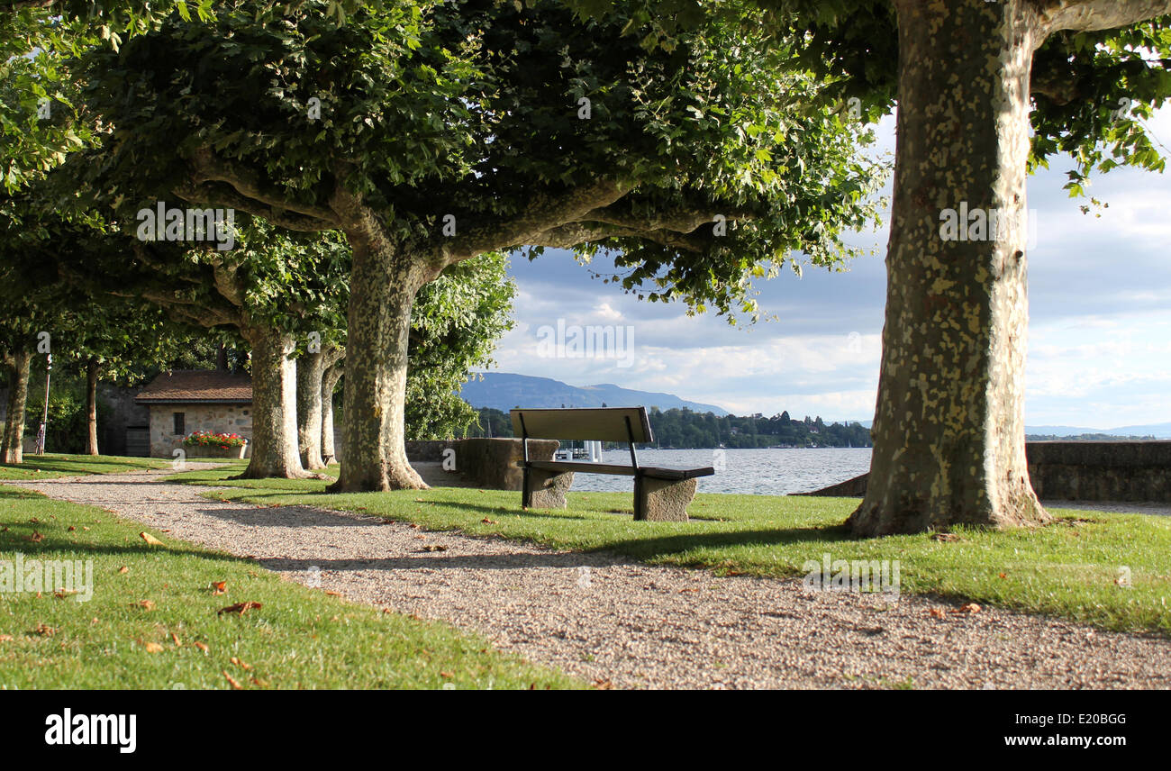 Path and bench between big trees Stock Photo - Alamy