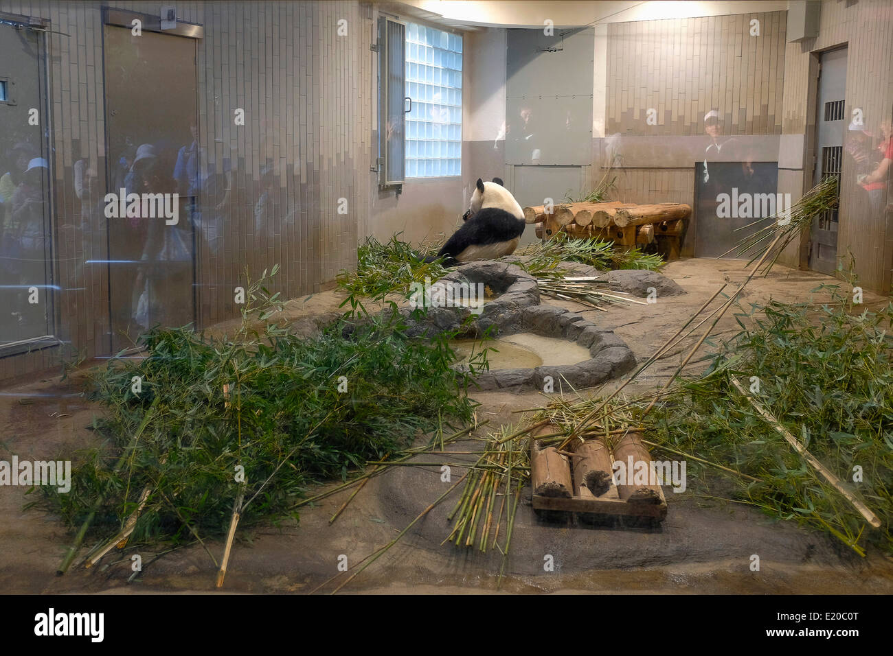 Ueno zoo panda hi-res stock photography and images - Alamy