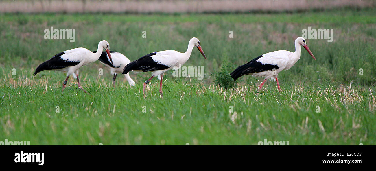 Storks in a field Stock Photo - Alamy