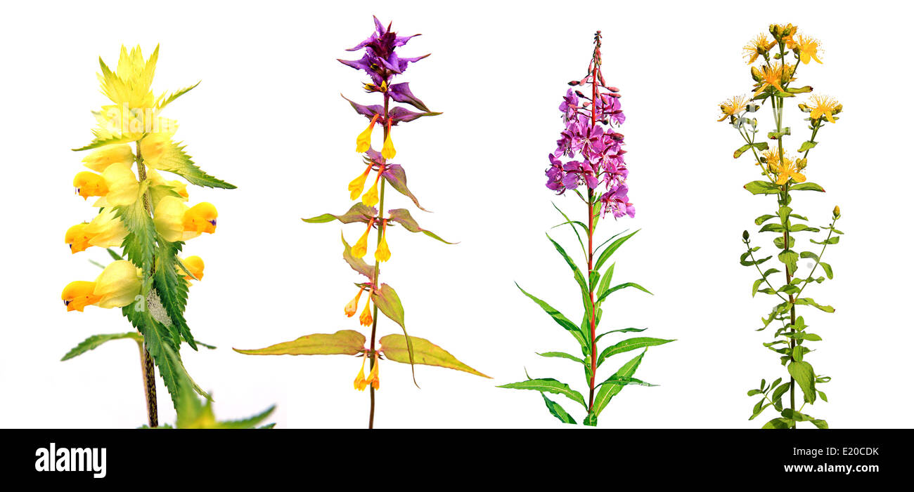 Image spring field in Cut Out Stock Images & Pictures - Alamy