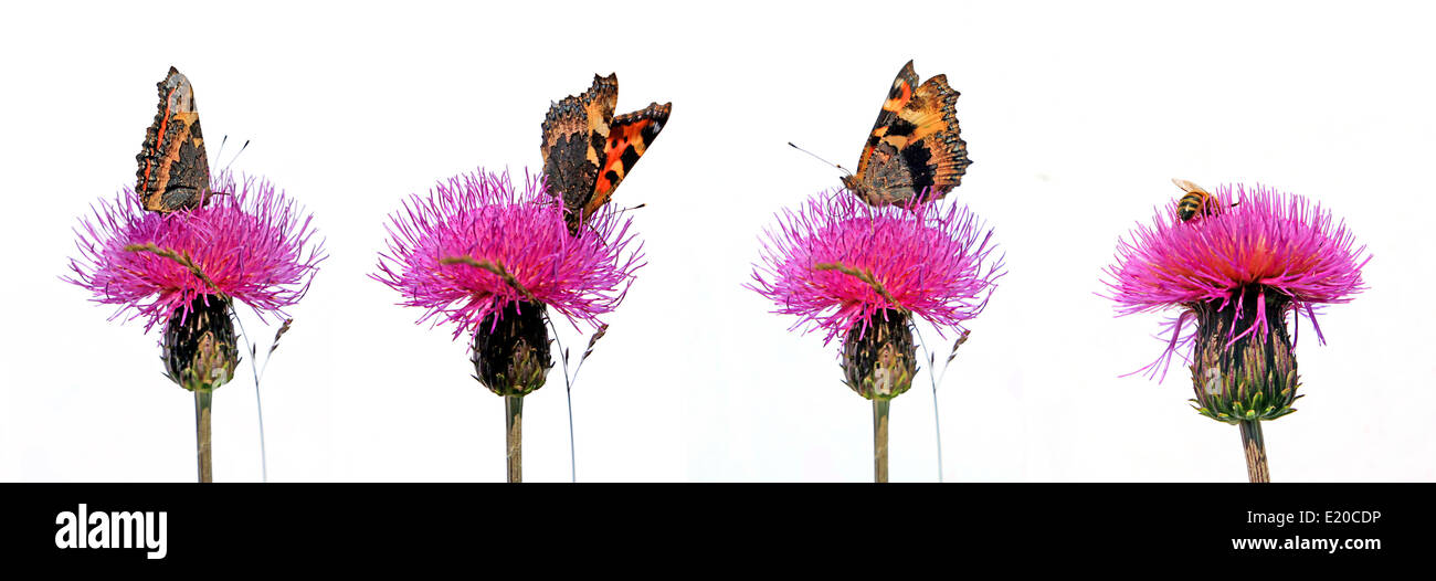 Butterfly and bee on flower Cut Out Stock Images & Pictures - Alamy