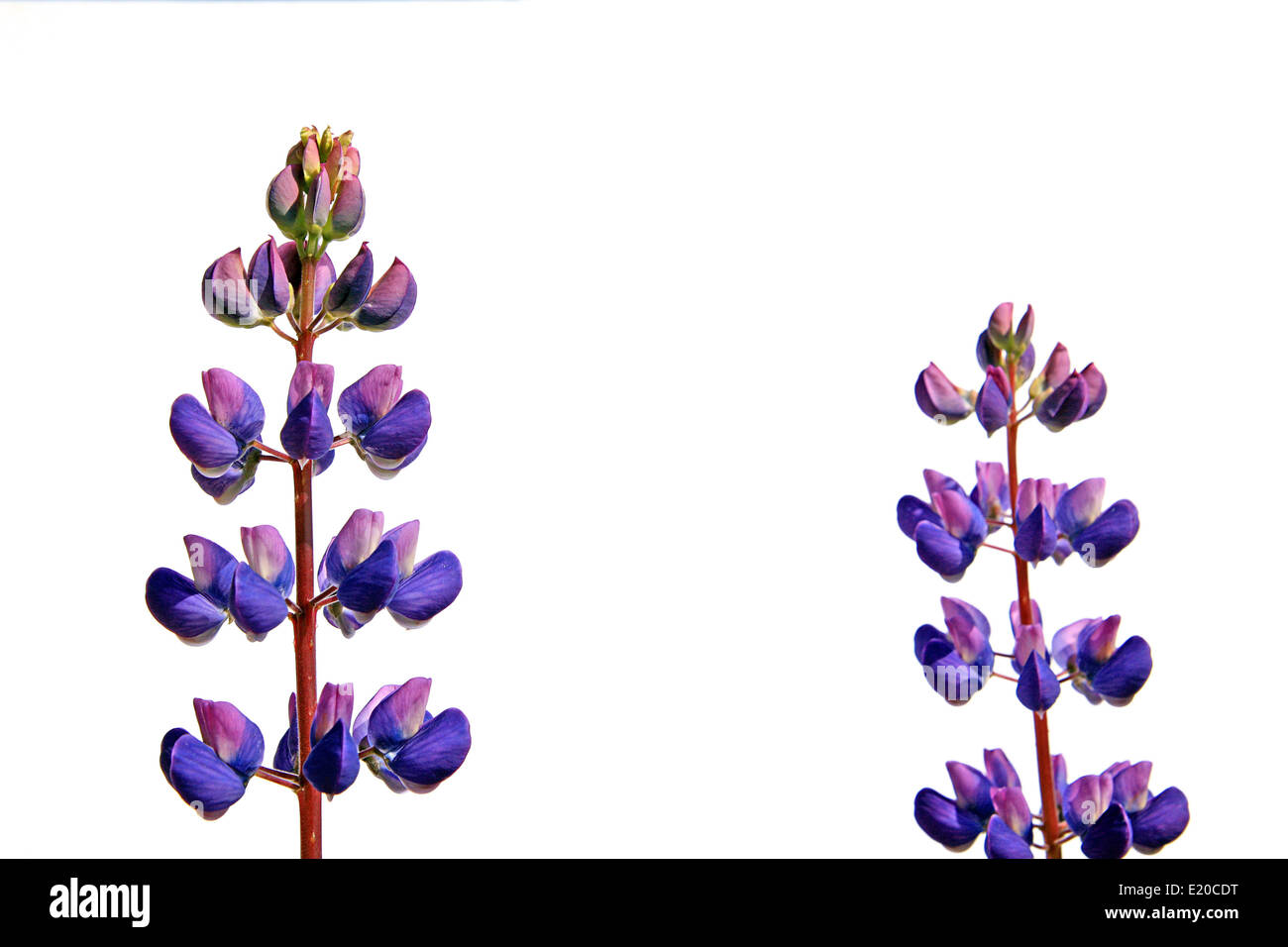 Lupinus lupin field purple Cut Out Stock Images & Pictures - Alamy