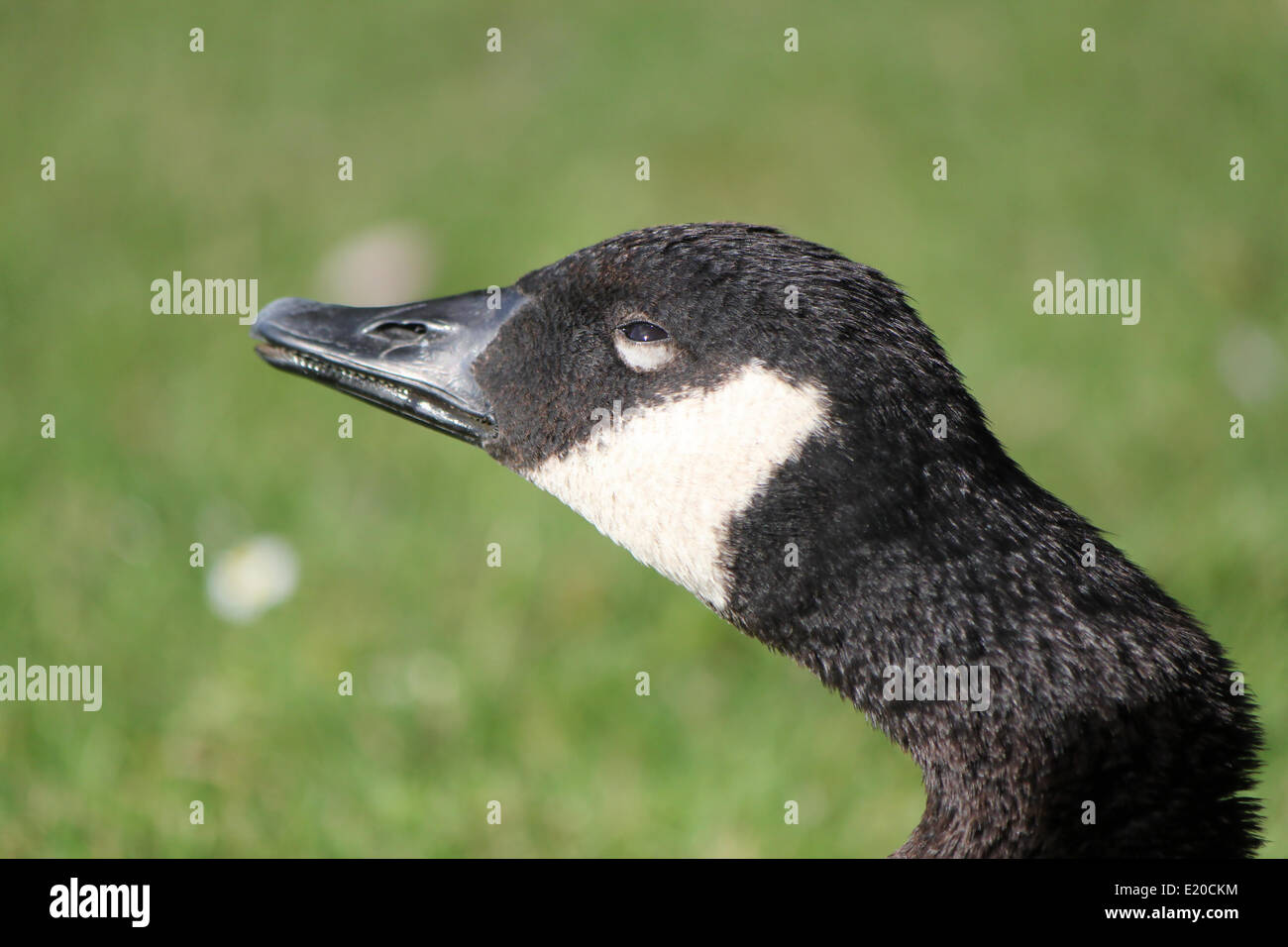 Head facing down hi-res stock photography and images - Alamy
