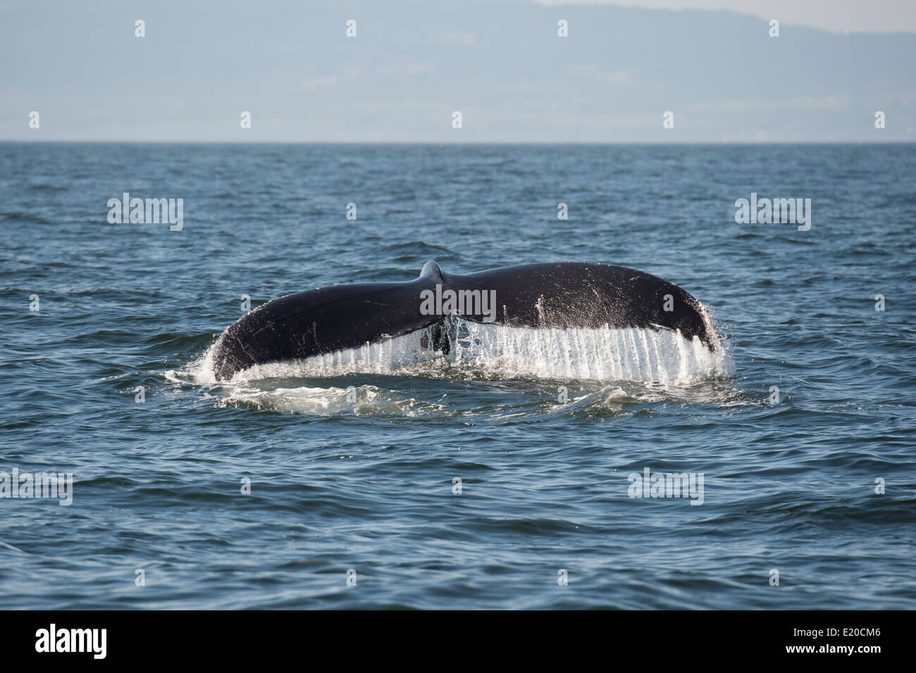 Fluking whale hi-res stock photography and images - Alamy