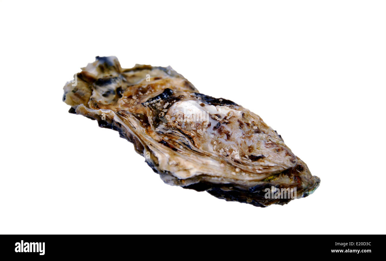 Closed oyster hi-res stock photography and images - Alamy