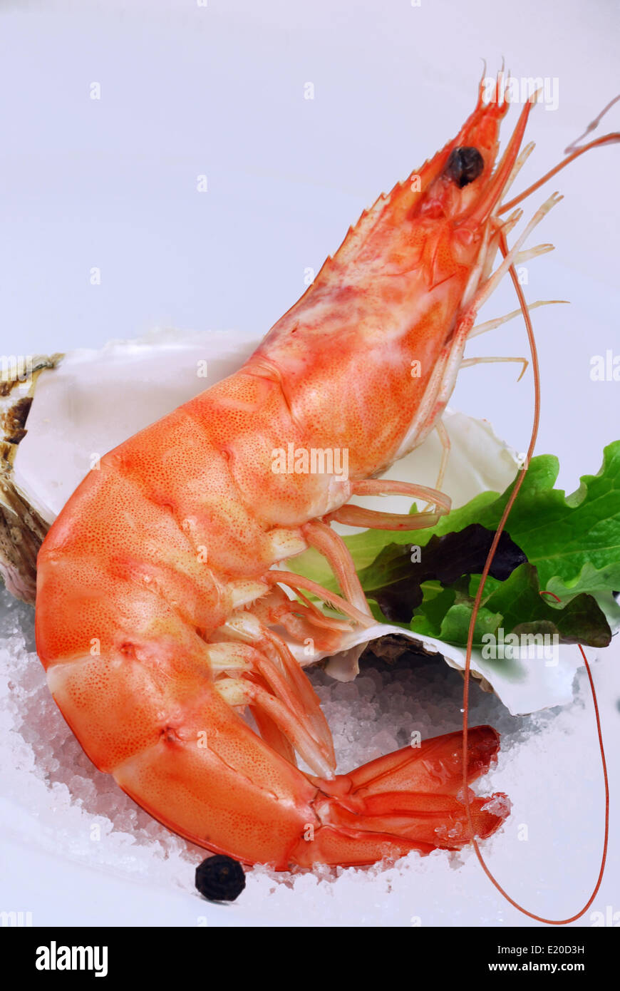 Shrimp close up Stock Photo - Alamy