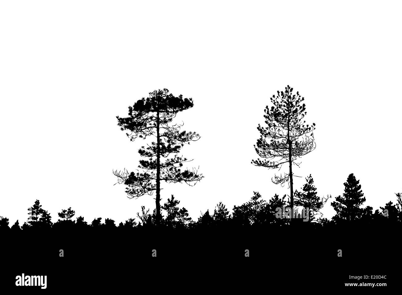 silhouette wood on white background Stock Photo - Alamy